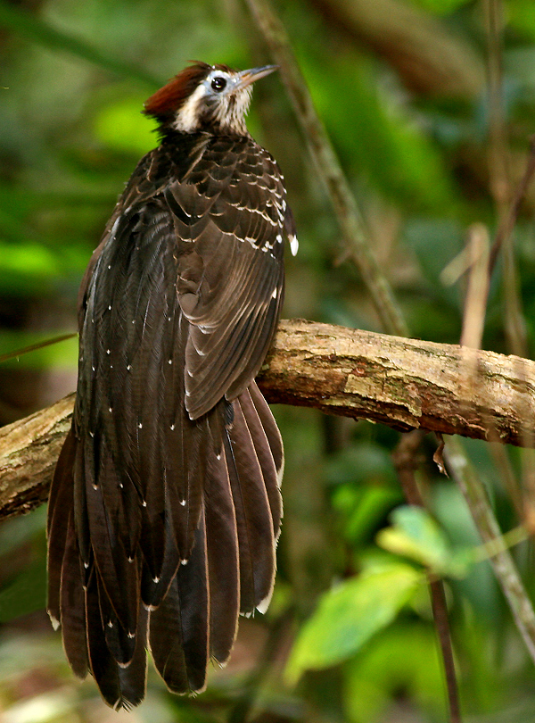 Bellas Aves de El Salvador: Dromococcyx phasianellus (cuco faisán, tres ...