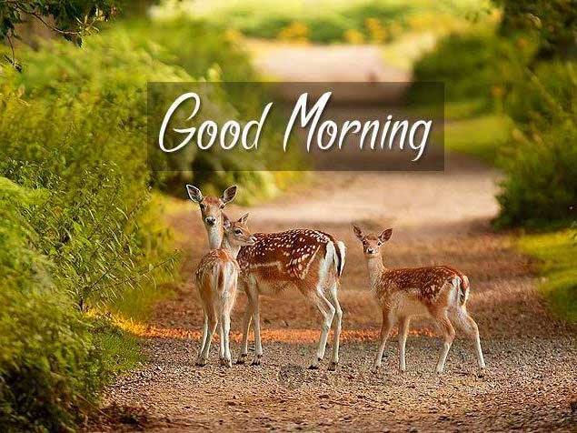 A Dixie Lady Deer Hunter: Good Morning My Friends!