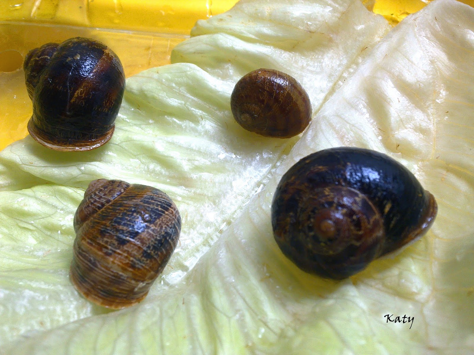 Tocando otros palillos: Caracoles