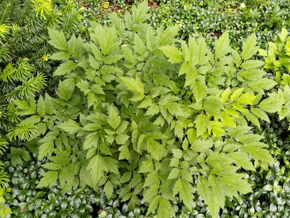 Future Plants by Randy Stewart: Bugbane