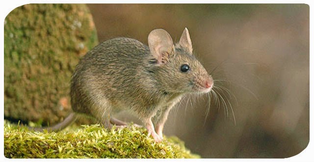 #usalallingua: La Fauna d'Asturies: ¿Como se llama esi bichu qu'anda ...