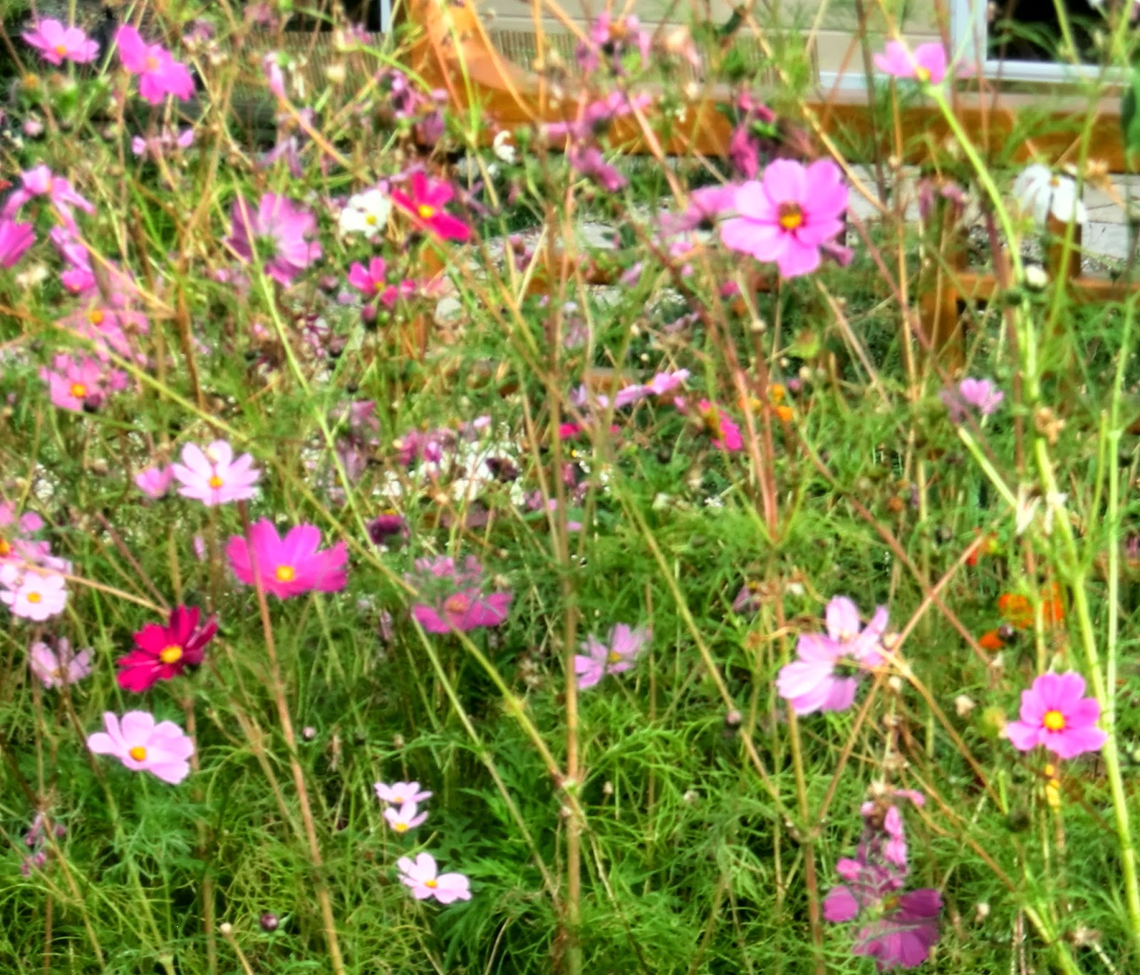 A Wandering Botanist: Plant Story - Garden Cosmos, Colorful and a ...