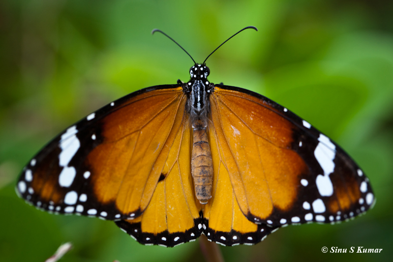 My Butterfly Garden: Plain Tiger - Danaus Chrysippus