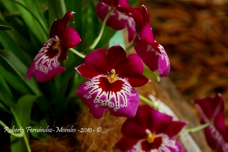 Exposición Nacional de Orquídeas 2010 | Explore Costa Rica