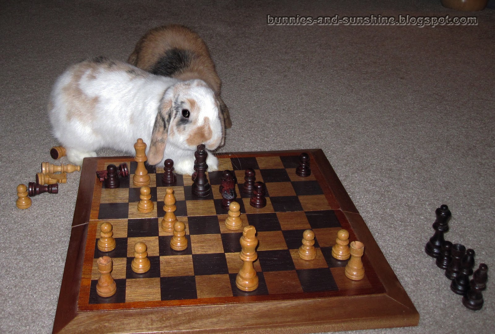 Bunnies and Sunshine: Searching for Bunny Fischer.