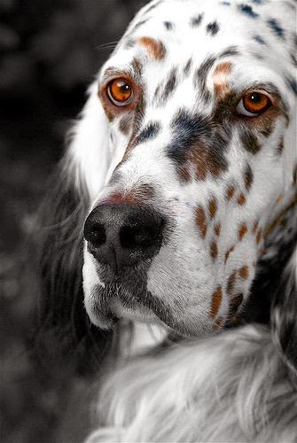 English Setter | Birds and Animals Collection