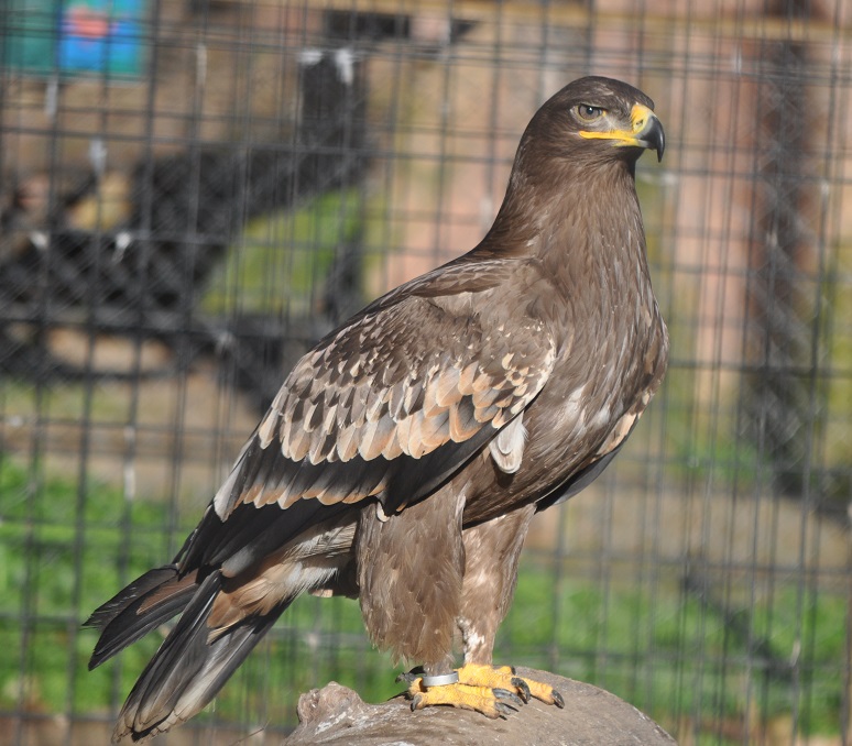 ZOOTOGRAFIANDO (6.100 ANIMALS): PIGARGO GIGANTE DE STELLER / STELLER´S ...