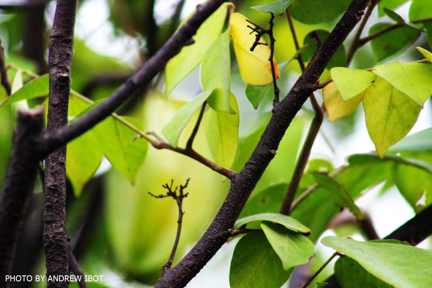 Ako si ANDREW IBOT!: Balimbing (Auerrhoa carambola L.)