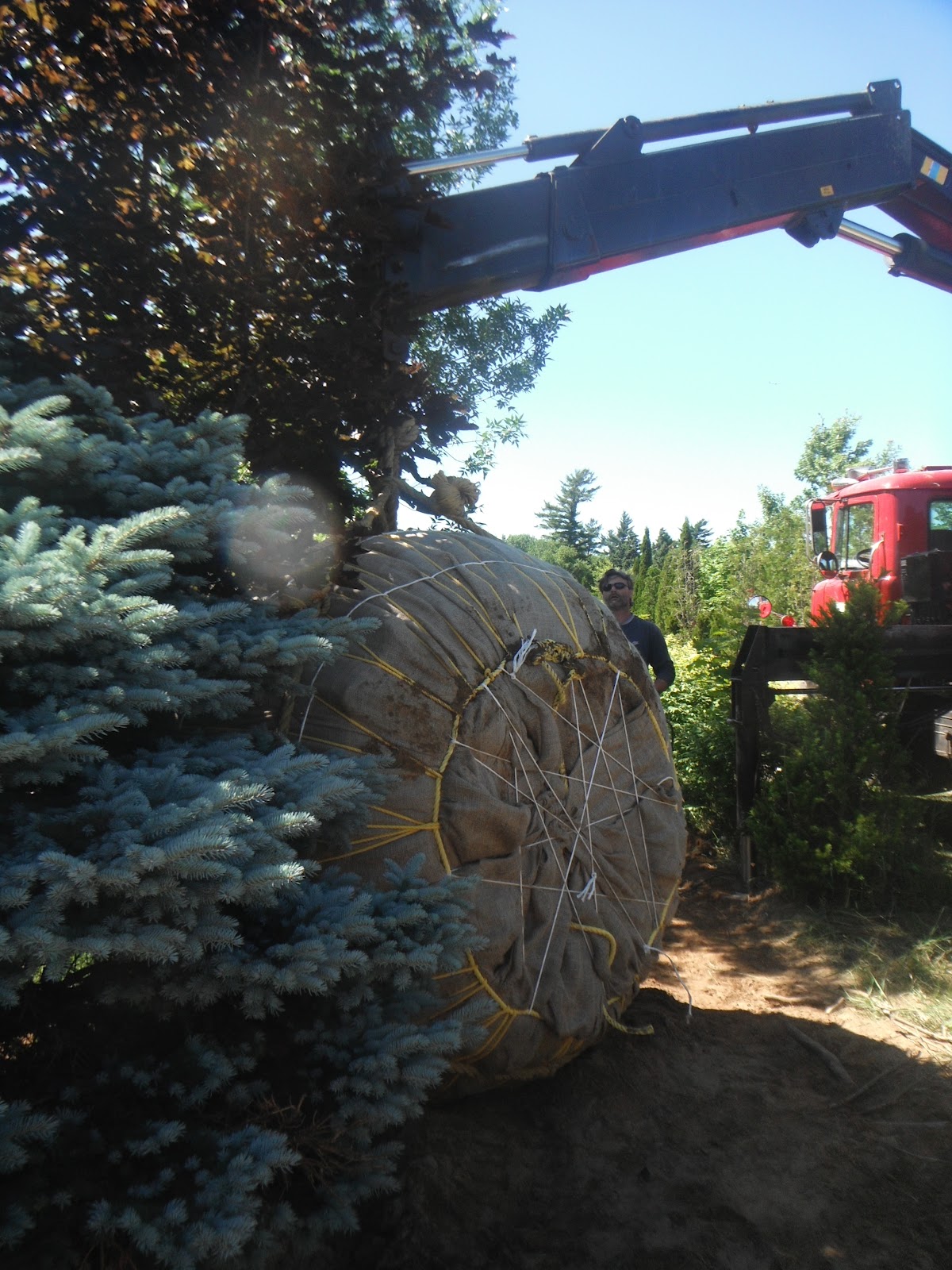 Large Tree Installations | Large Trees – Tight Spaces