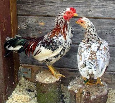 Aseel Information Medicines And Sale Point: Bantam Aseels