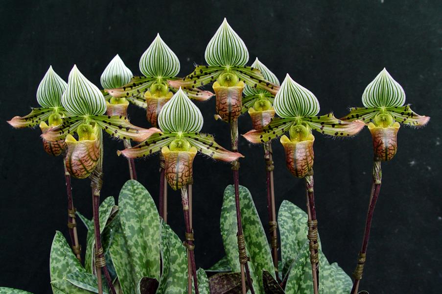 Paphiopedilum venustum care and culture | Travaldo's blog