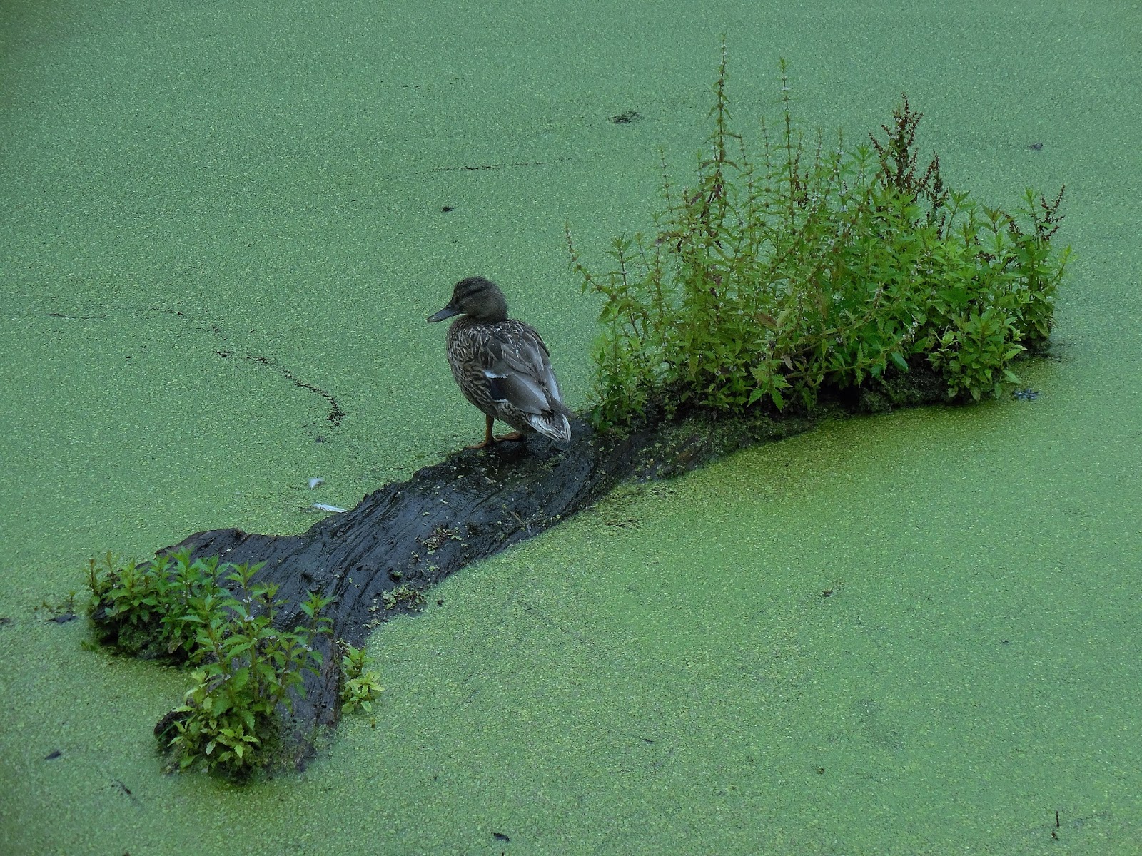 Fieggentrio: Wat is kroos en waar komt het zo plotseling vandaan?
