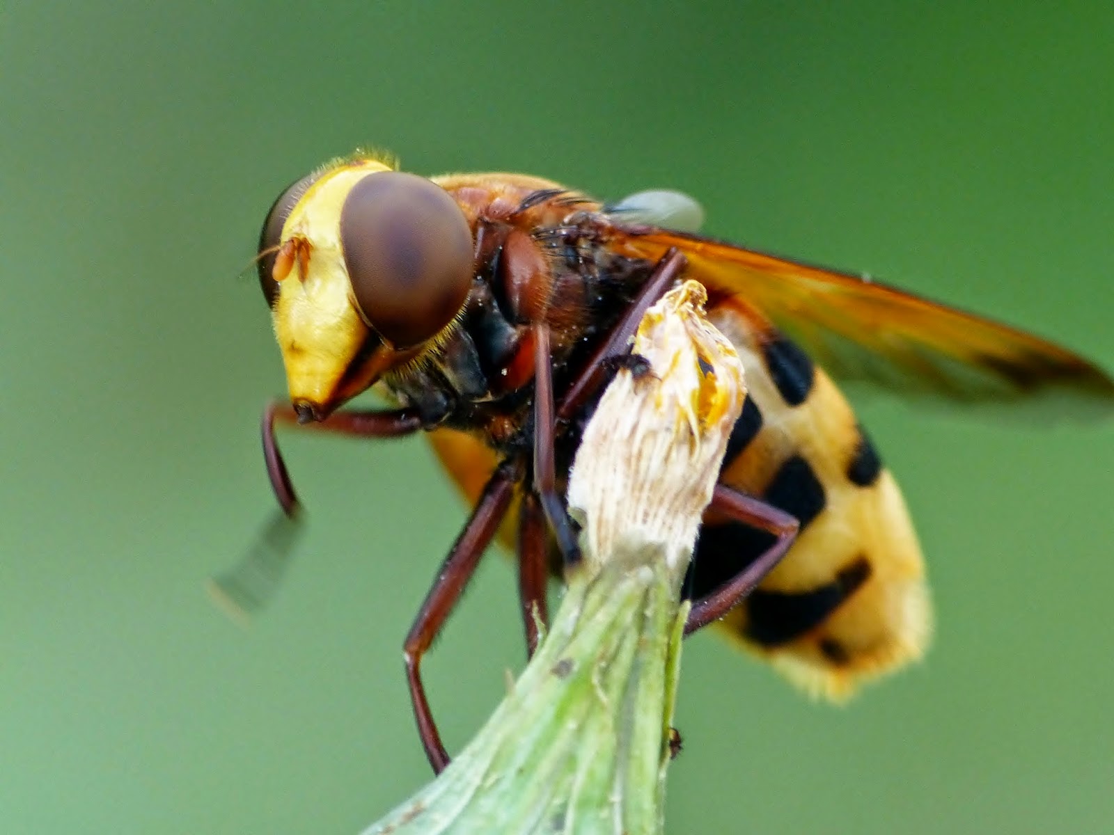 Photos d'insectes: Les Diptères - Sous-ordre des Brachycères (mouches ...