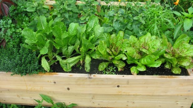 Natural and organic Container Gardening - Easy to grow plants in ...