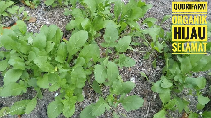 QudRiFaRm: Tanaman jarjil,,, jarjir,,, jerjil,,, gargil,,, gergil ...