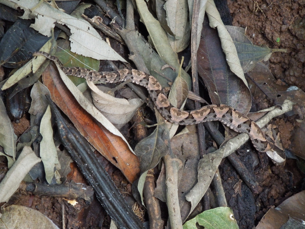 Las Aventuras del Tío Tlacuache: Las serpientes, guardianes del maíz