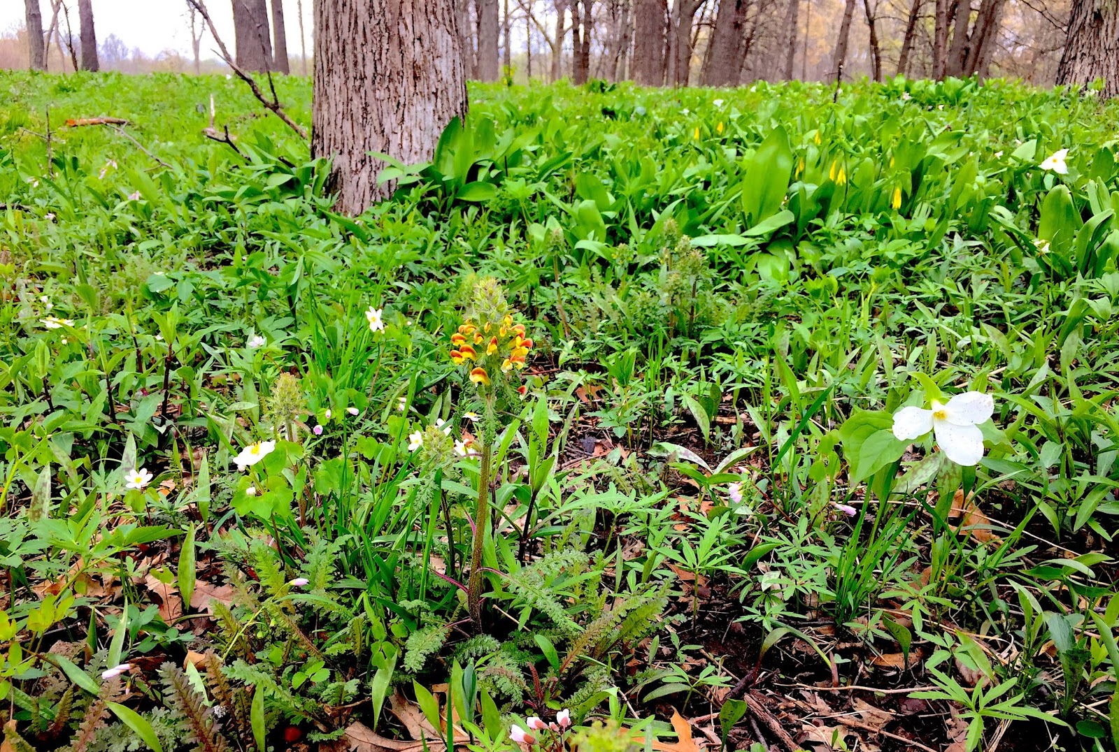 Strategies for Stewards: from woods to prairies : How to Restore the ...