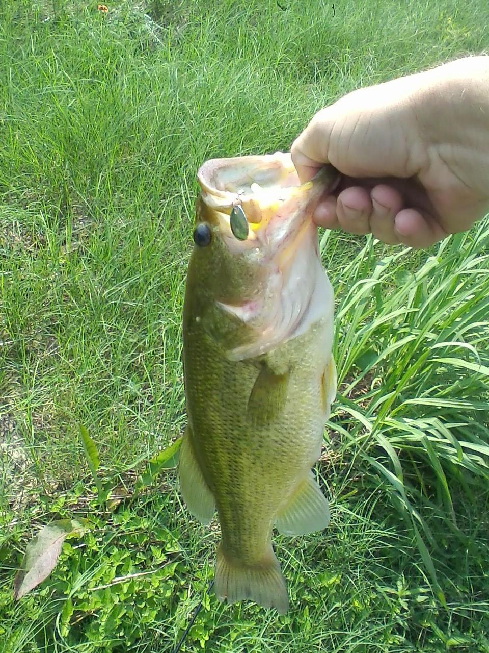 Crooked Antler: Urban Gully Fishing in 102 heat! A Crooked Antler ...
