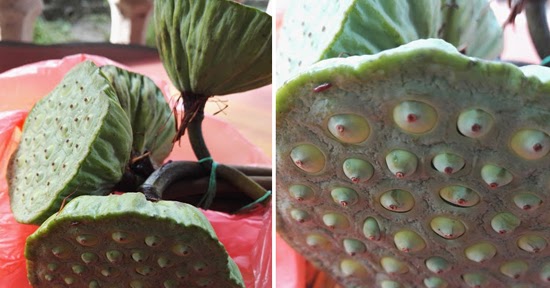 Sedap Ke Buah Teratai?