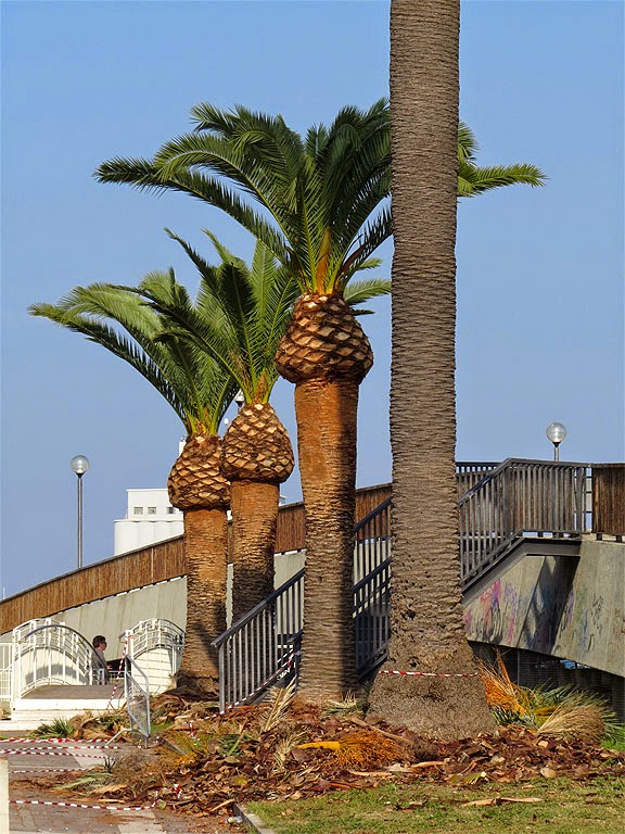 Livorno Daily Photo: Freshly-pruned Palm Trees