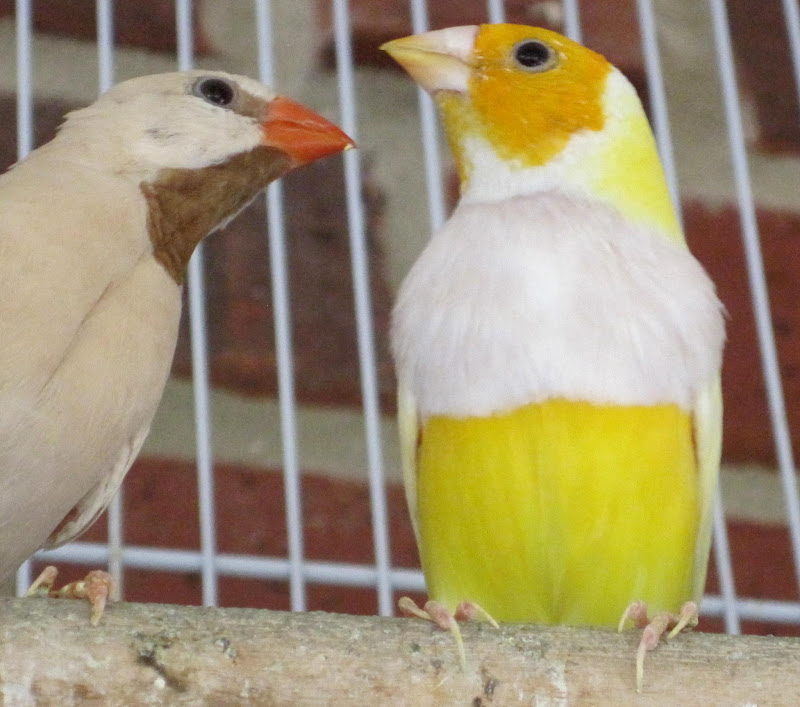 Happy Bird Place Finch and Grasskeet Blog: Gouldian youngsters