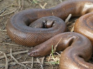 Pet Breeeders: Russian Sand Boa For Sale