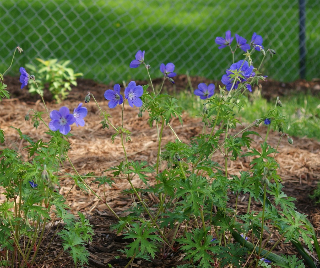 Visit My Garden: Hardy Geraniums (Cranesbill)
