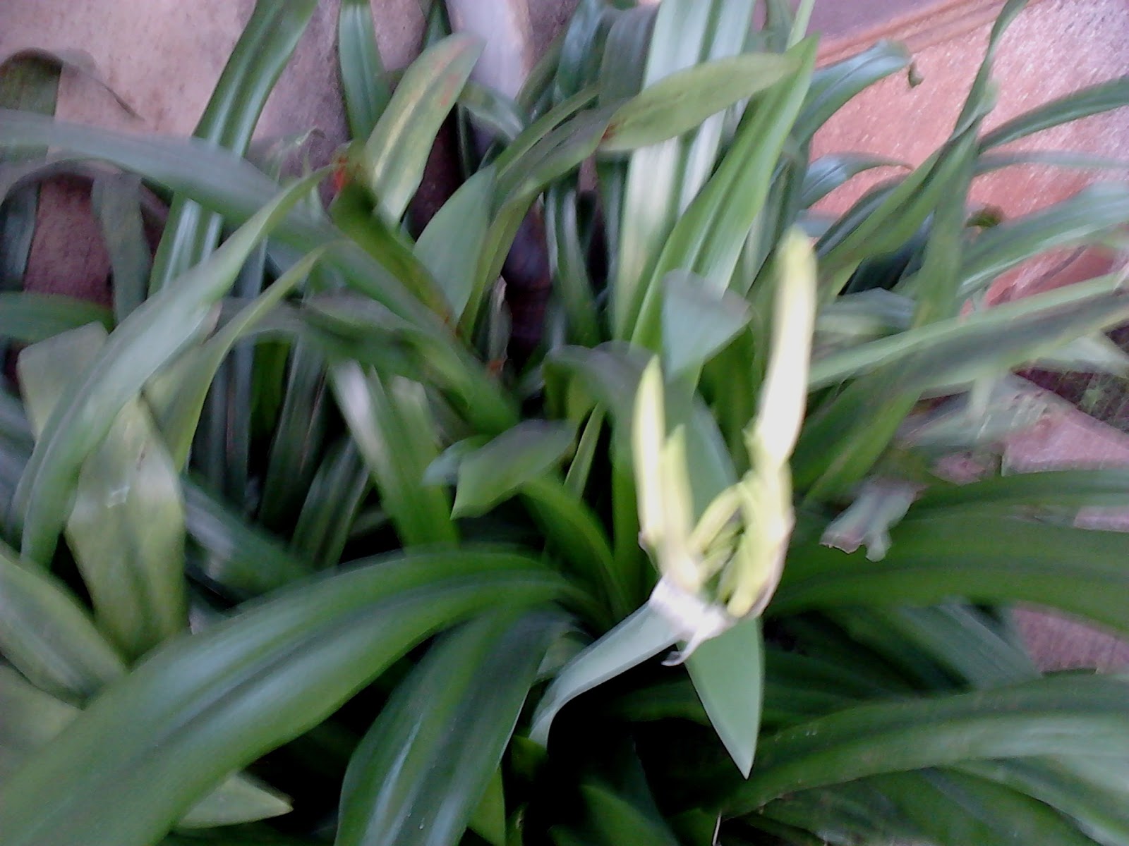 Garden Care Simplified: Healthy Spider Lily Flower Plants Tips and Care