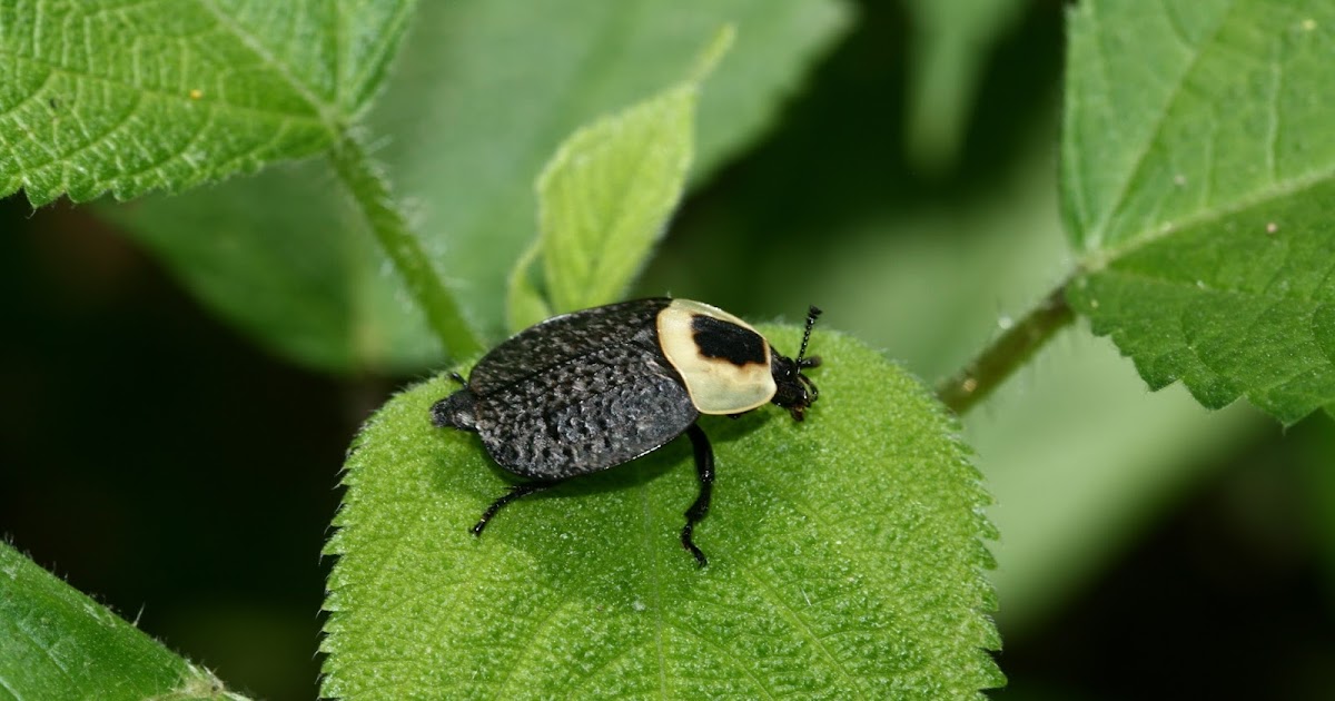 Sweating the Small Stuff: 75 Common Arkansas Insects