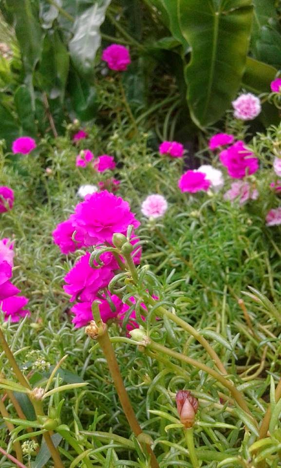 Cinta Manis: Cara Menanam Ros Jepun - Ini caraku....