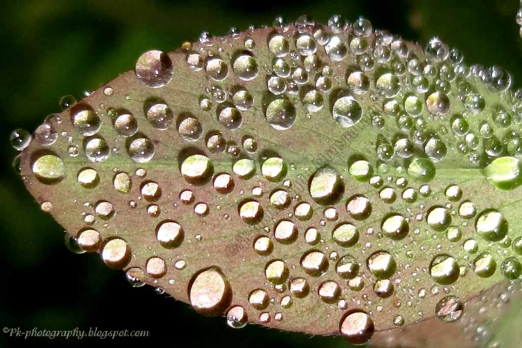 Dew Drops | Nature, Cultural, and Travel Photography Blog