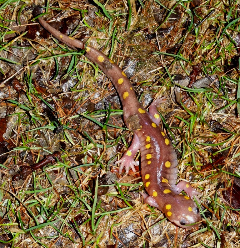 Ohio Birds and Biodiversity: Pink salamanders. I'm not kidding.