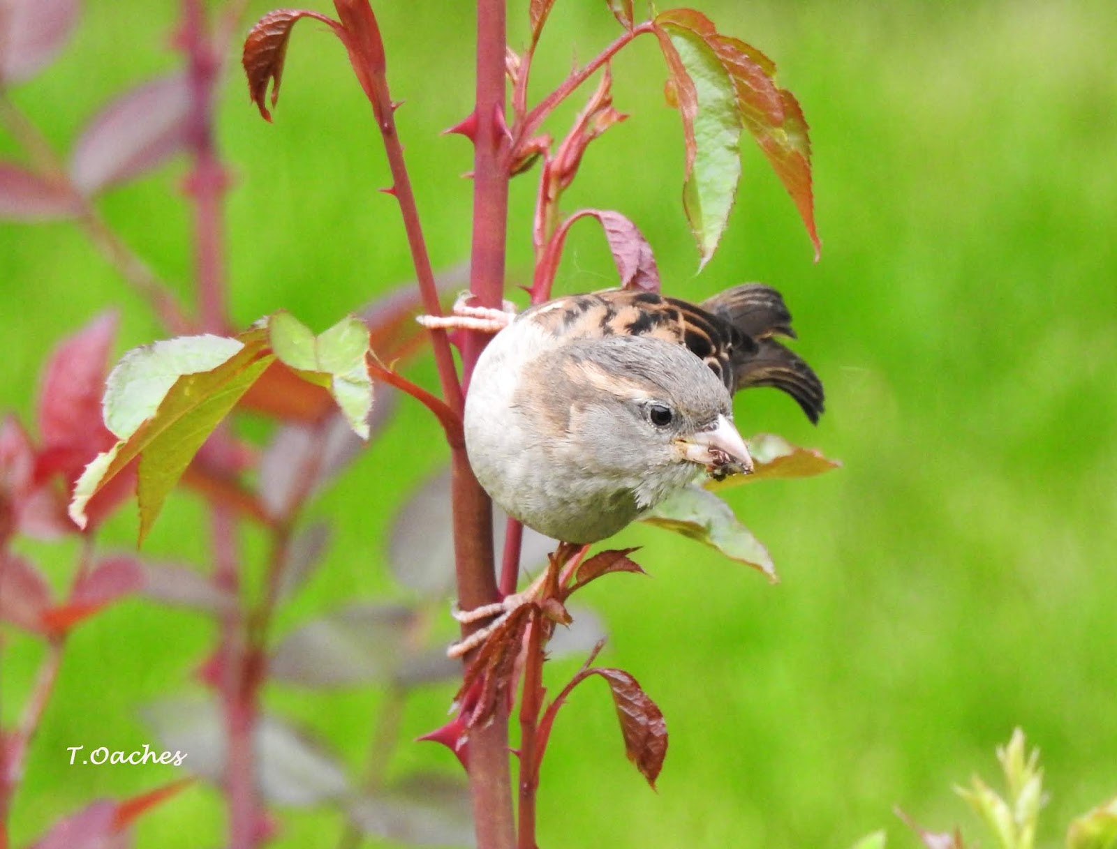 PASARI DIN ROMANIA: VRABIA DE CASA, Passer domesticus