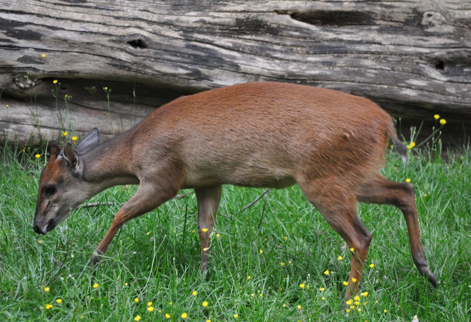 ZOOTOGRAFIANDO (6.100 ANIMALS): DUIKER DEL NATAL / NATAL RED DUIKER ...