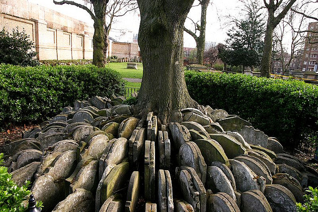 The Hardy Tree: An Early Work of a Great Novelist ~ Kuriositas