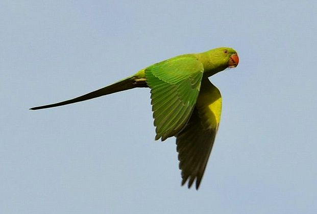 Rose Ringed Parakeet - ARUNACHALA BIRDS