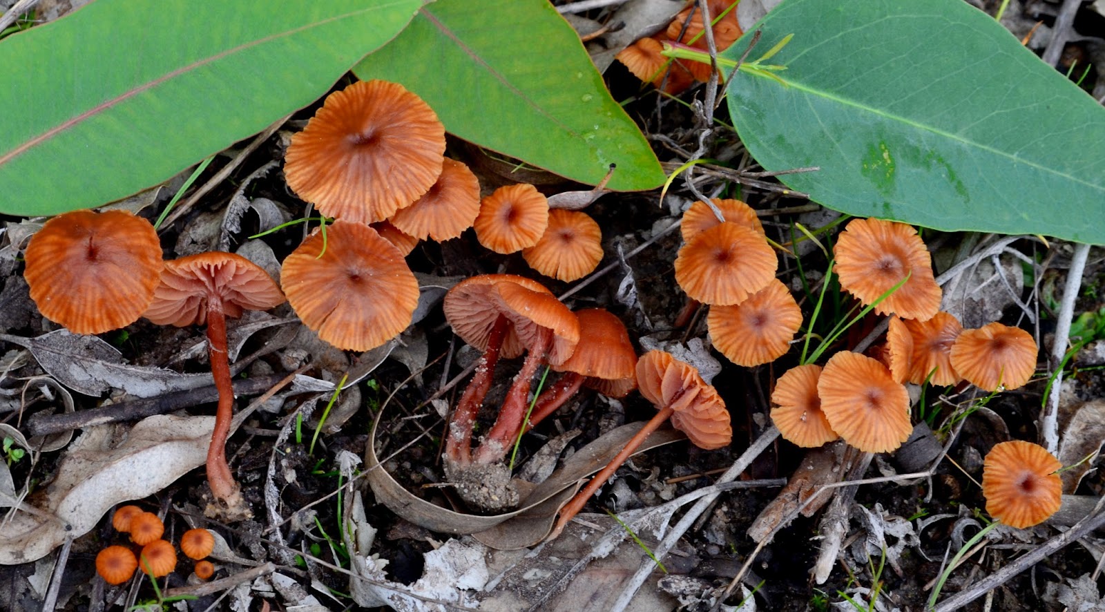 Setas Extremadura : Laccaria Fraterna