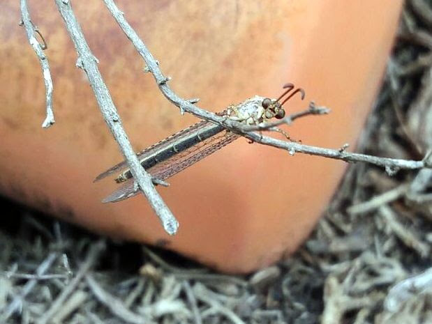 Taxonomía Arthropoda: Clase Insecta Orden Neuroptera