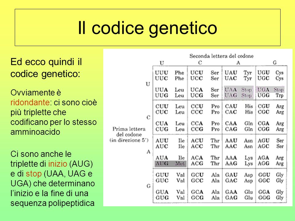 Codice genetico: caratteristiche - Serendipity360