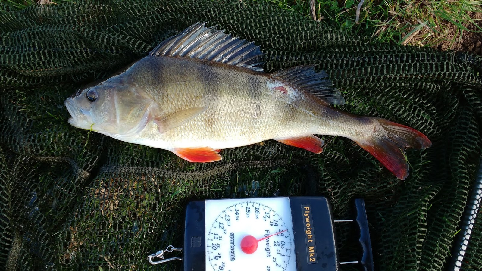 Jorvik Angler: Hunting River Perch