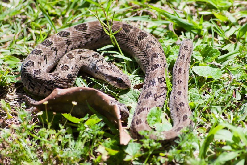Andrew's Birding and Wildlife: Common Night Adder eats Toad