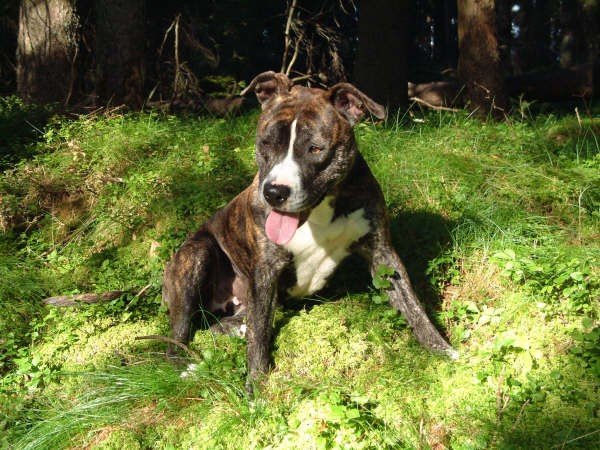 Earth and Space News: Sallie Ann Jarrett: Brave Dog Mascot of 11th ...