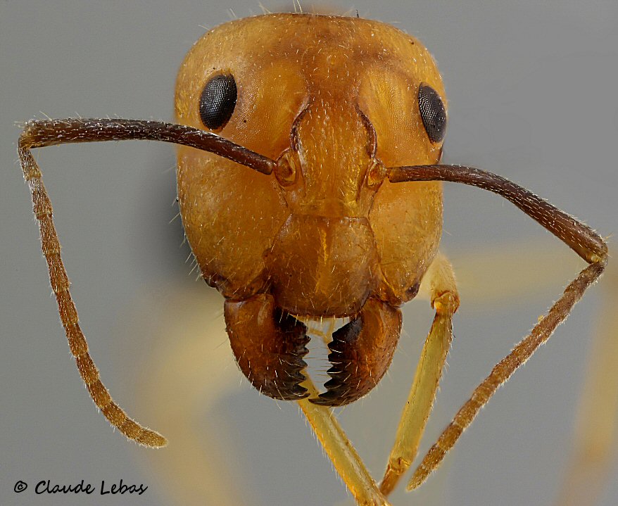 fourmis de Cuba- Hormigas de Cuba- Ants of Cuba: Camponotus bermudezi
