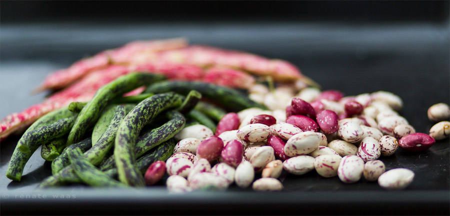 Gartenblog Geniesser-Garten : Herbst - Bohnenernte