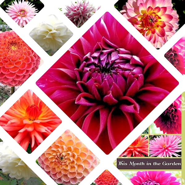 A GUIDE TO NORTHEASTERN GARDENING: This Month in the Garden: Plant ...