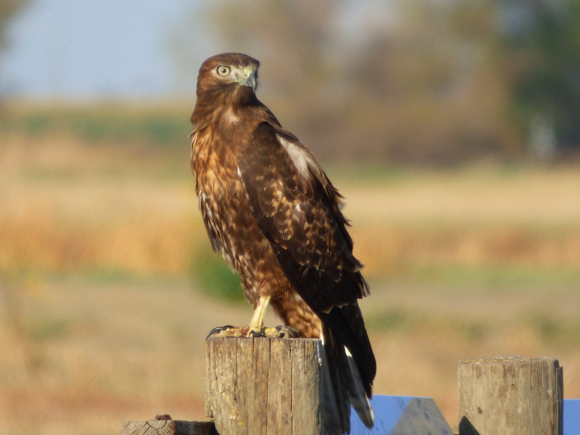 Geotripper's California Birds: Red-tailed Hawks, Summer Residents at ...