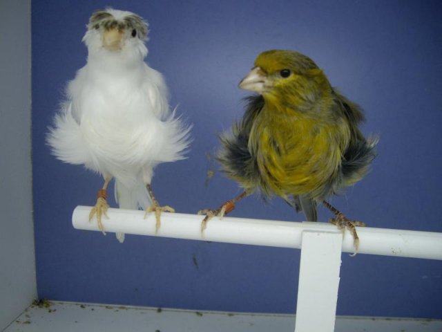 Canarios: Tipos y características del ave mas abundante del mundo ...