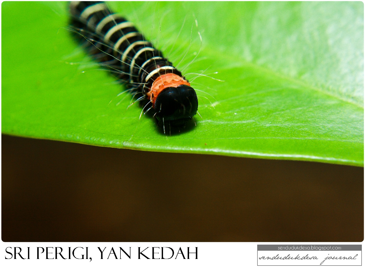 sendudukdesa journal: Makro - Sri Perigi, Yan, Kedah