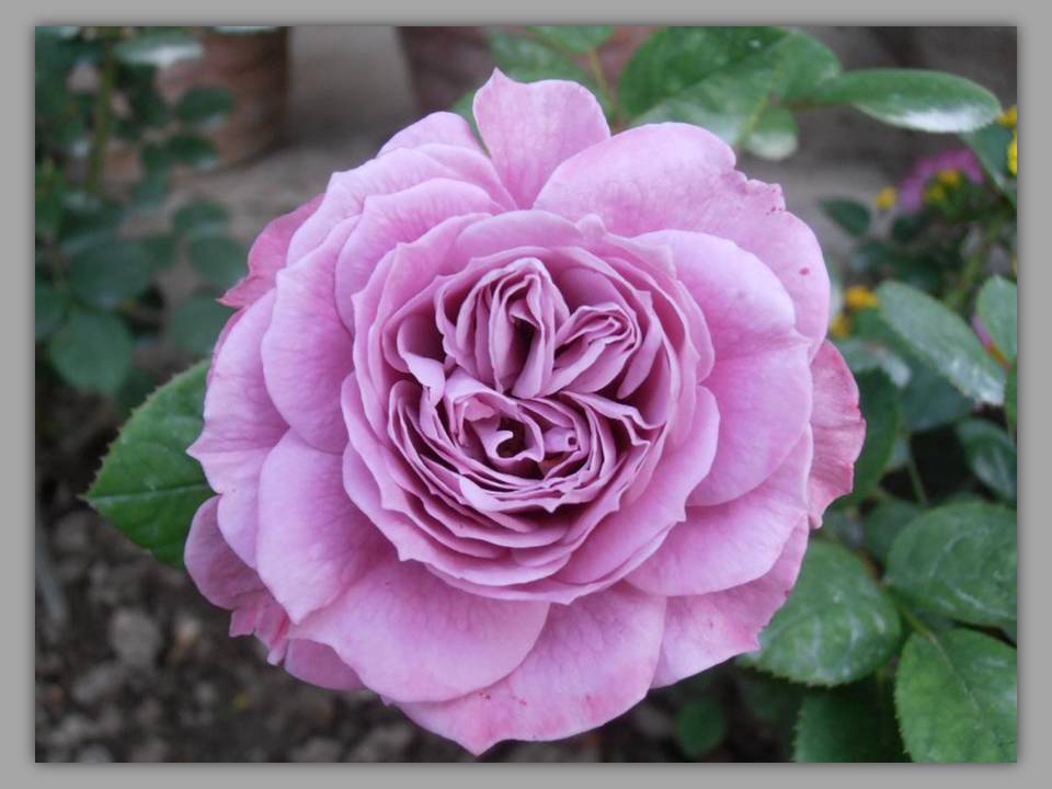 Spreebird: Pattoki “The City of Flowers