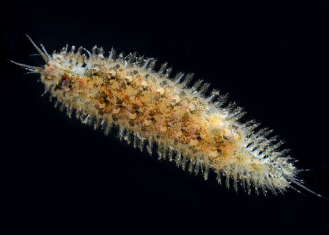 Variety of Life: Aphroditiformia